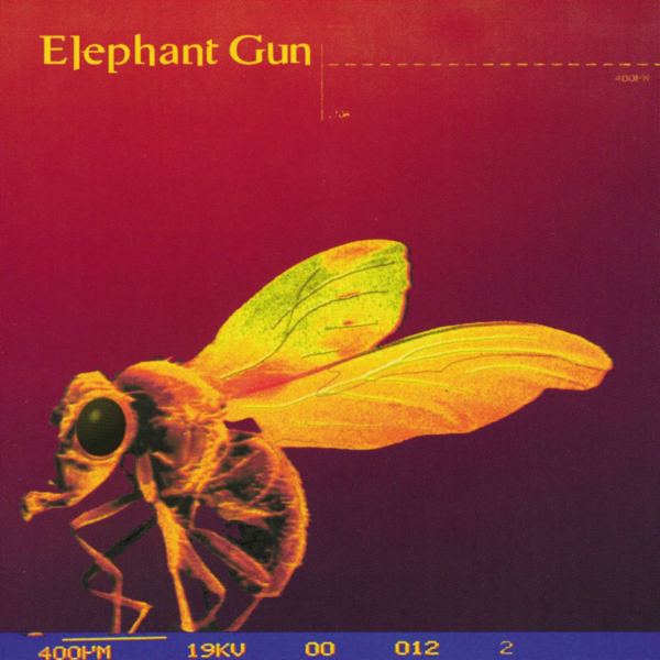 Elephant Gun ⚜ Online songs and bio of the artist — mdundo.com